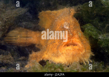 Shaggy frogfish or Hispid frogfish (Antennarius hispidus), Great ...