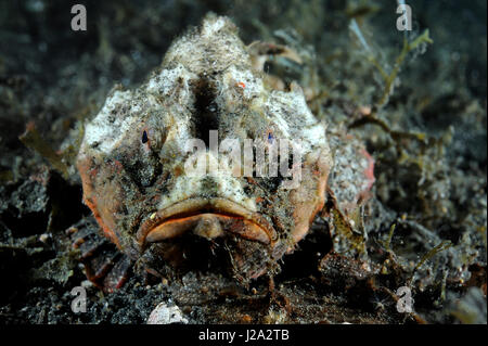 Devil fish, Demon stinger or devil stinger (Inimicus didactylus ...