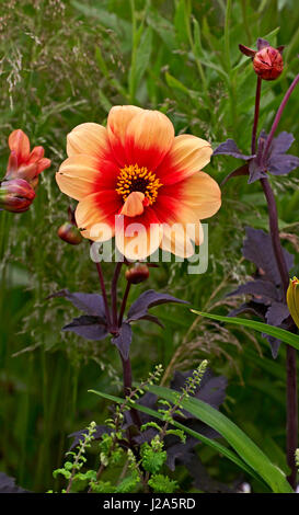 Close up of a dahlia moonfire flower in bloom Stock Photo - Alamy