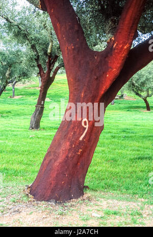 Cork trees with year of last harvest Stock Photo - Alamy