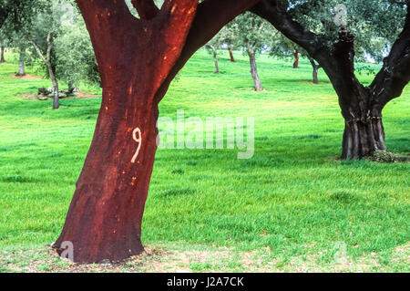 Cork trees with year of last harvest Stock Photo - Alamy
