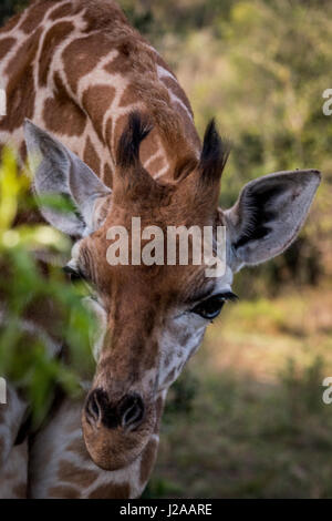 Africa, Kenya, Nairobi, Langata, Hog Ranch (Large format sizes ...