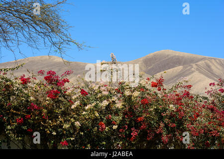Peru, Ica, Nasca, Nazca Stock Photo - Alamy