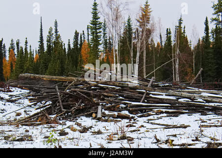 Clear-cut logging and piles of logging debris on the Olympic Peninsula ...