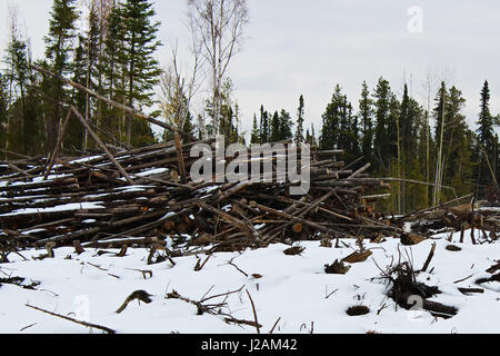 Clear-cut logging and piles of logging debris on the Olympic Peninsula ...