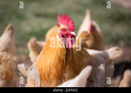 Buff Orpington rooster chicken Stock Photo - Alamy