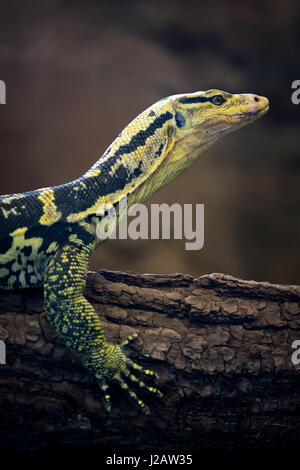 Yellow-headed Water Monitor (Varanus cumingi), or the Philippine Water ...