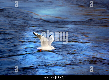 A seagull flying over a coast on a sunny day Stock Photo - Alamy