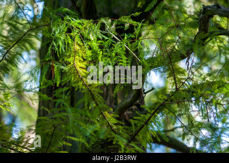 Chinese redwood - Metasequoia glyptostroboides Stock Photo - Alamy
