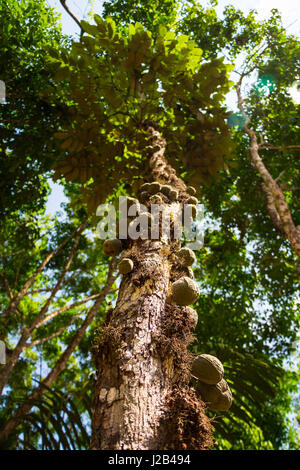 Wild Brazilian cocoa tree in the Amazon forest, Brazil Stock Photo - Alamy