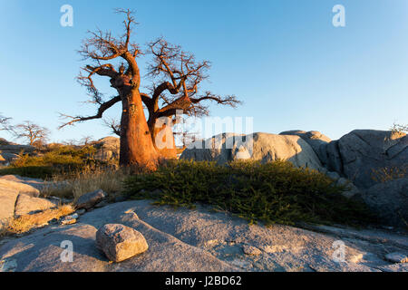 Africa Botswana Morning sun lights Baobab Tree Adansonia digitata on ...