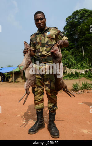 Bushmeat inspection and Western blue duiker (Philantomba congica ...