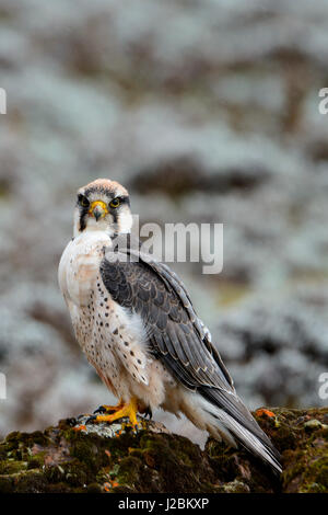 Lanner Falcon (Falco biarmicus). Bale Mountains National Park. Ethiopia ...