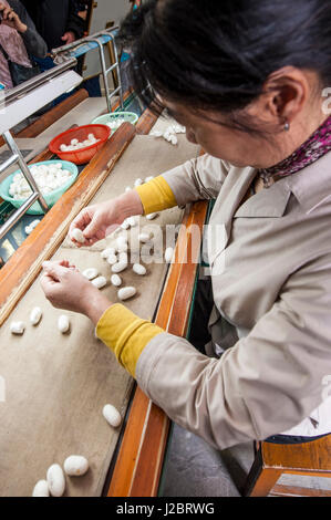 Sorting silk cocoons at the Silk Spinning Mill Suzhou, China Stock ...
