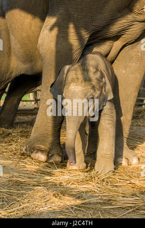 Baby elephant in Chitwan National Park, Nepal Stock Photo - Alamy