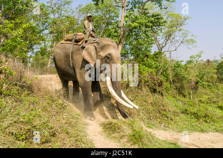 A male elephant (Elephas maximus indicus) with big molar teeth is ...