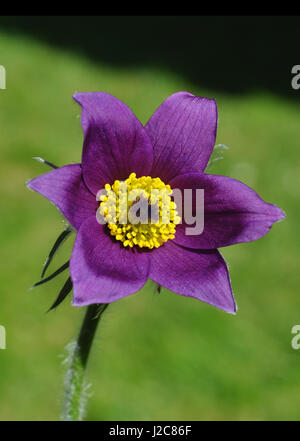 Pulsatilla vulgaris “Pinwheel Violet Blue” Stock Photo - Alamy