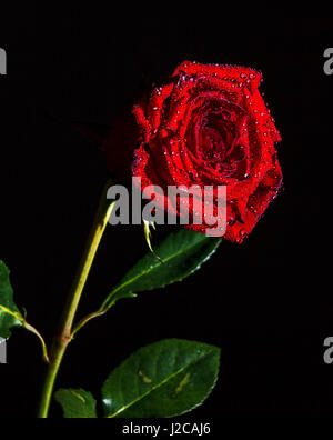 The crying rose Stock Photo - Alamy
