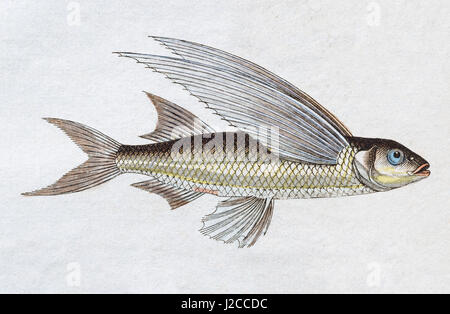 Flying fish Exocoetus Stock Photo - Alamy