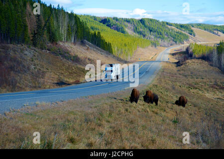 The wood bison (Bison bison athabascae). Its original range included ...