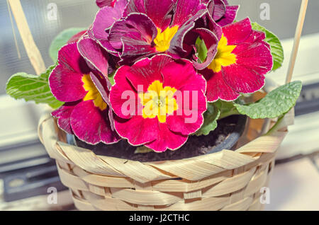 Primula obconica touch me, dark red with yellow flowers, green leaves ...
