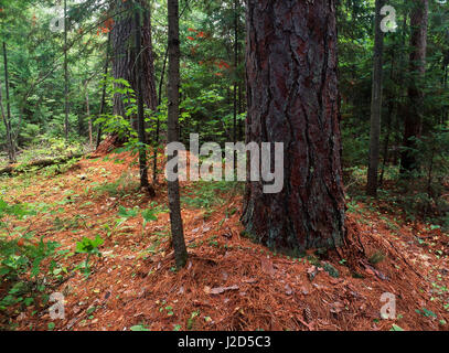 Canada, Ontario, Temagami, old growth pine forest (Large format sizes ...