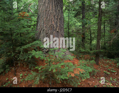 Canada, Ontario, Temagami, old growth pine forest (Large format sizes ...