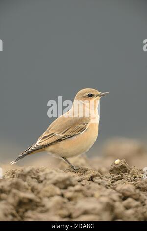 Wheatear during autumn migration Stock Photo - Alamy