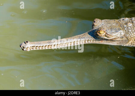 Nepal, Chitwan National Park, Gharial (Gavialis gangeticus) enclosures ...
