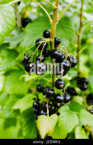 Ripe blackcurrants growing in the garden Stock Photo - Alamy