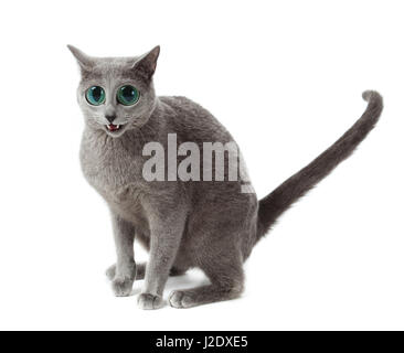 Portrait of funny Russian blue cat with green eyes Stock Photo - Alamy