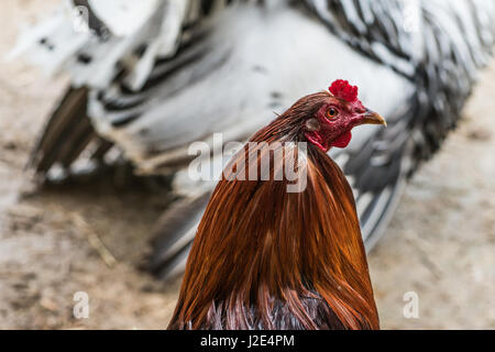 A colorful rooster (scientific name: Gallus gallus domesticus Stock ...