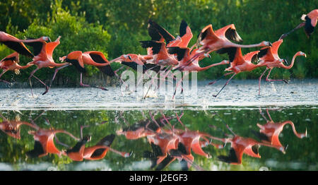 Caribbean flamingos flying over water. Cuba. Reserve Rio Maximа Stock ...