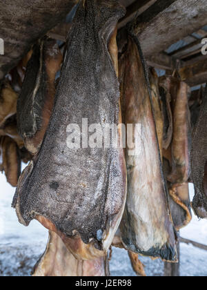 Hakarl hanging in a drying hut. Iceland. Bjarnarhoefn, a museum dealing ...