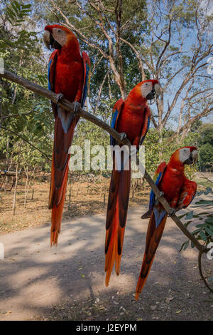 Scarlet macaw - national bird of Honduras Stock Photo - Alamy