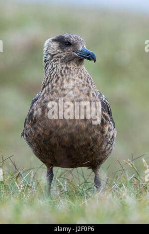 Great Skua also called Bonxie (Stercorarius Skua), flying. Scotland ...