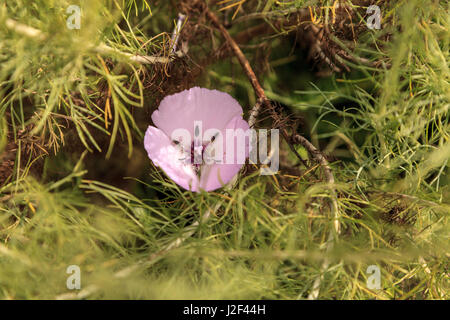Purple gleam California poppy flower grows in the Aliso Wilderness Park ...