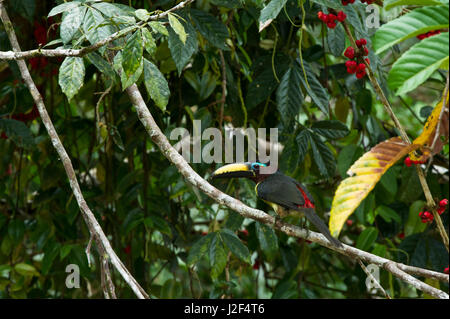 Lettered Aracari (Pteroglossus inscriptus), Yasuni National Park ...