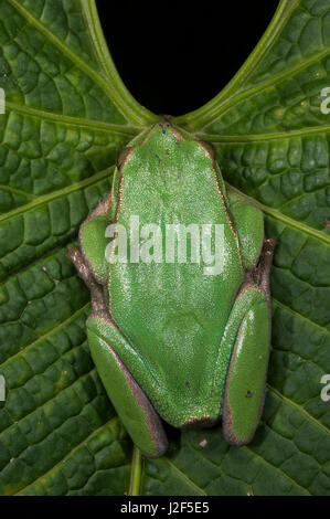 Andean Marsupial Tree Frog (Gastrotheca elicioi), new species, native ...