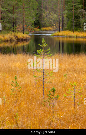 young pine trees in swamp area with blur background. sunny spring day ...