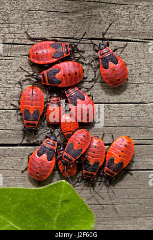 Group of fire bugs (Pyrrhocoridae) on a pot in a garden Stock Photo - Alamy