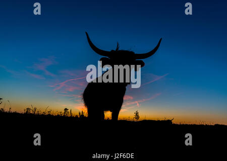 Highland Cow silhouette Stock Photo - Alamy