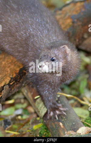 European mink, Mustela lutreola, swamp moth in biotope, 1874 ...