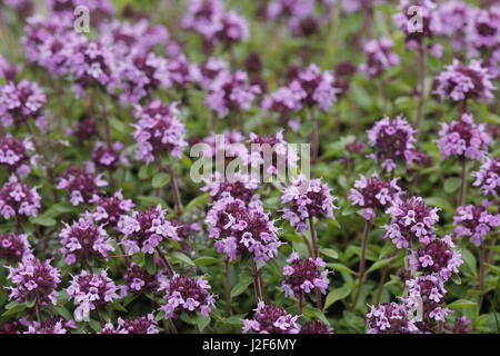 Close-up of Broad-leaved Thyme wildflower, Thymus pulegioides, in bloom ...