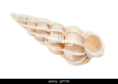 Common wentletrap (Epitonium clathrus) shell on white background Stock ...