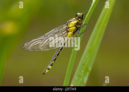 Common clubtail / common club-tail / club-tailed dragonfly (Gomphus ...