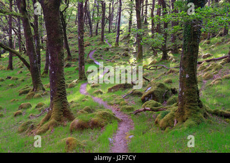 Ariundle oakwood is a rare surviving fragment of the native oak woods ...