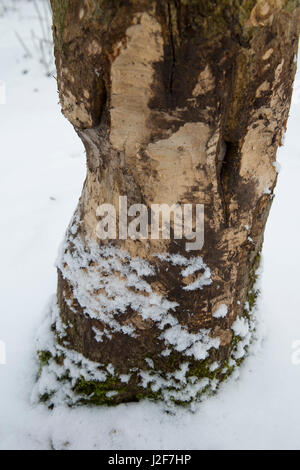 Marks of a beaver Stock Photo - Alamy