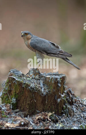 Adult male Eurasian sparrow hawk drinking and bathing in a water point ...