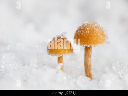 Toadstools in snow Stock Photo - Alamy